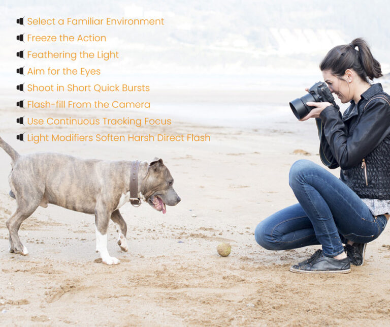 Outdoor Flash Photography Tips with Pets - Clipping Path Creative LTD